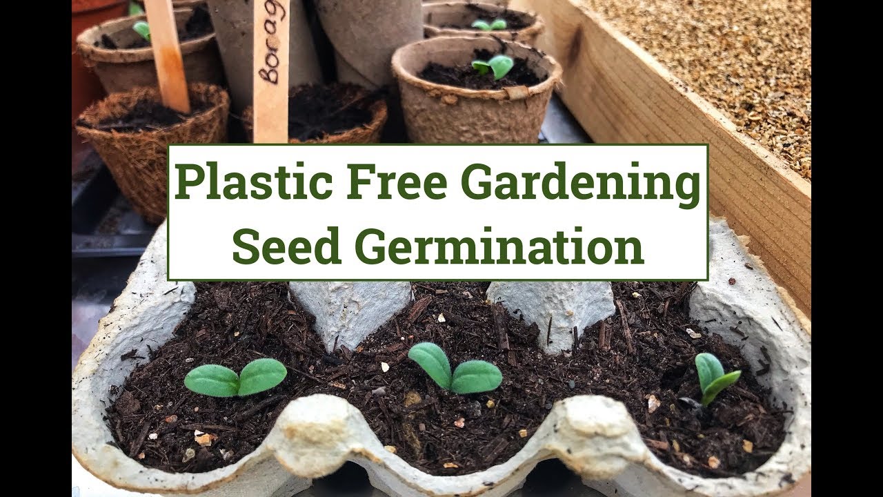 Seed germination update in the Plastic Free Garden: Episode 3 - YouTube