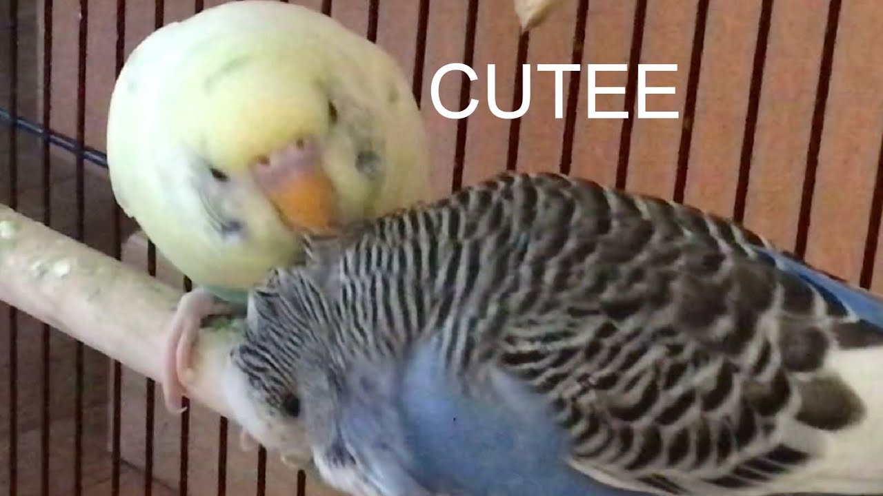 Another Day of Snow Scritching Lily | Cute Budgies - YouTube