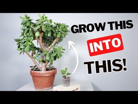 How To Care For A Large Jade Plant