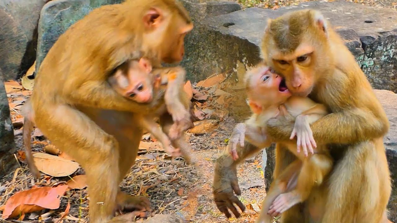 Baby monkey Lily is abducted by Monkey Pretty, but she is eventually rescued by her mother Libby ...