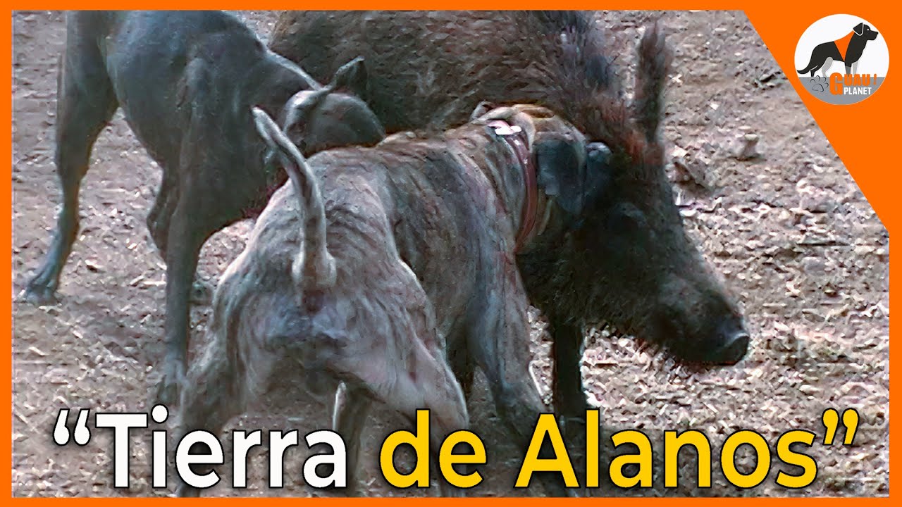 "Tierra de Alanos, La fascinante historia detrás del Alano Español" 🐾📜# ...