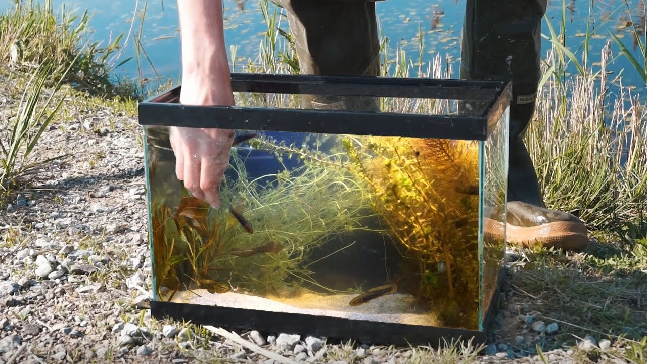 Building Wild aquarium FREE + baby bowfin - YouTube