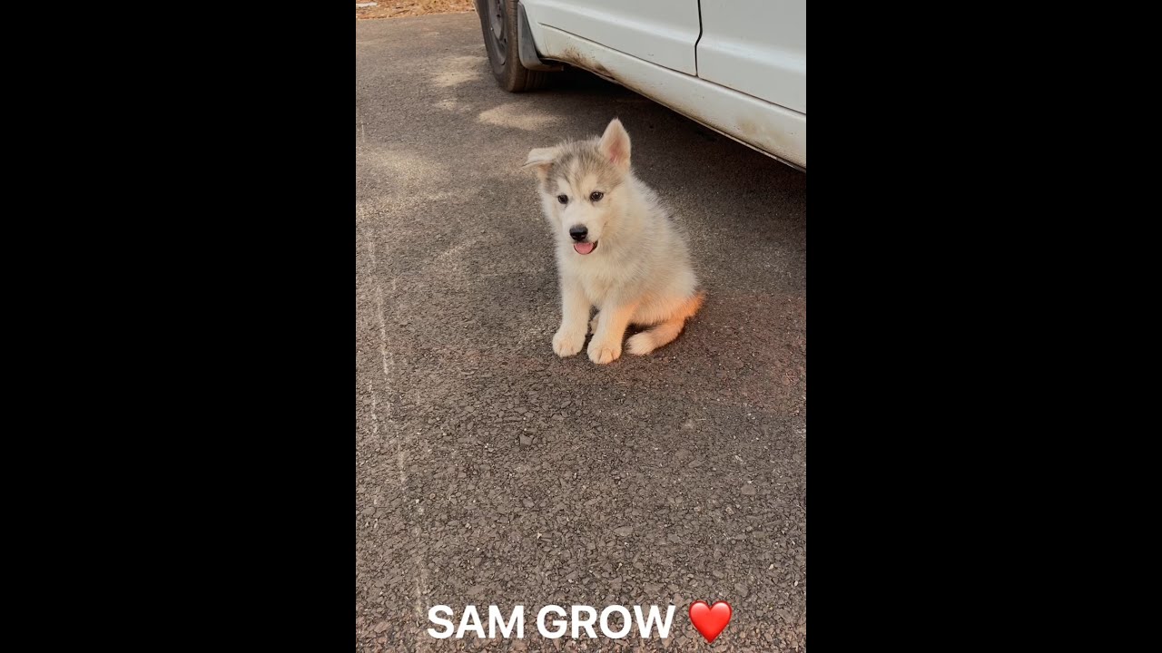 "How My Adorable Pup Grew |Sam's Growth Puppyhood to Adulthood| - YouTube