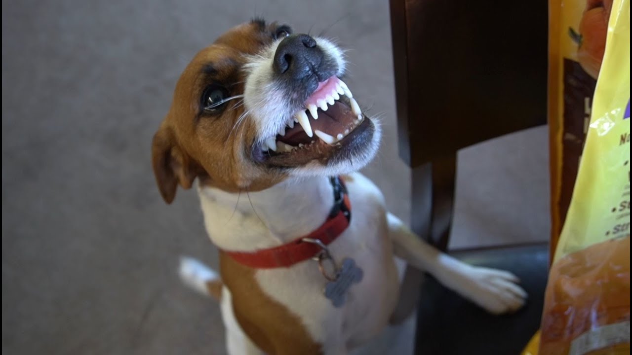 The mighty Jack Russell film 4 - YouTube