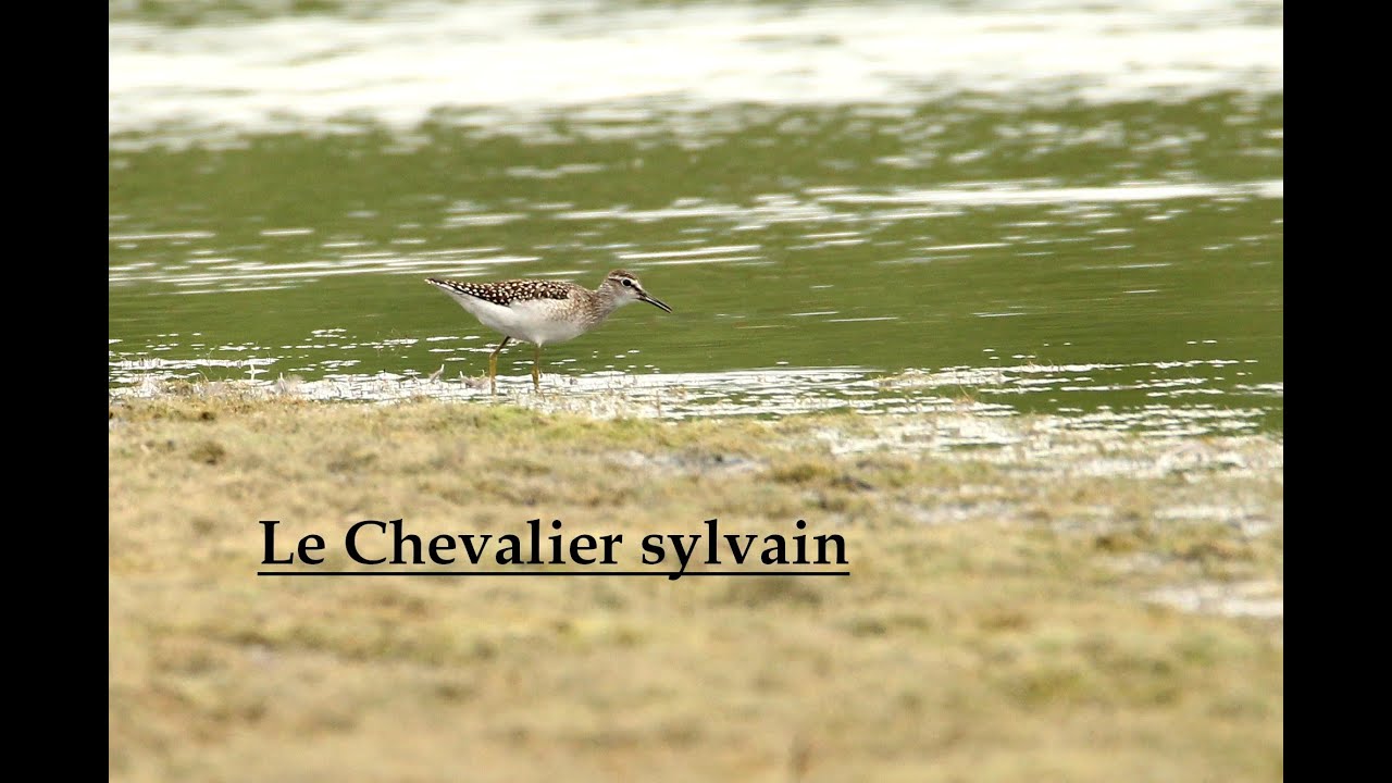 Le Chevalier sylvain (Tringa glareola) - YouTube