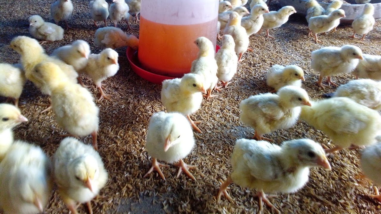 POUSSIN DE 5 JOUR : A QUOI RESSEMBLE UN POUSSIN PONTE DE 5 JOUR OU UN ...