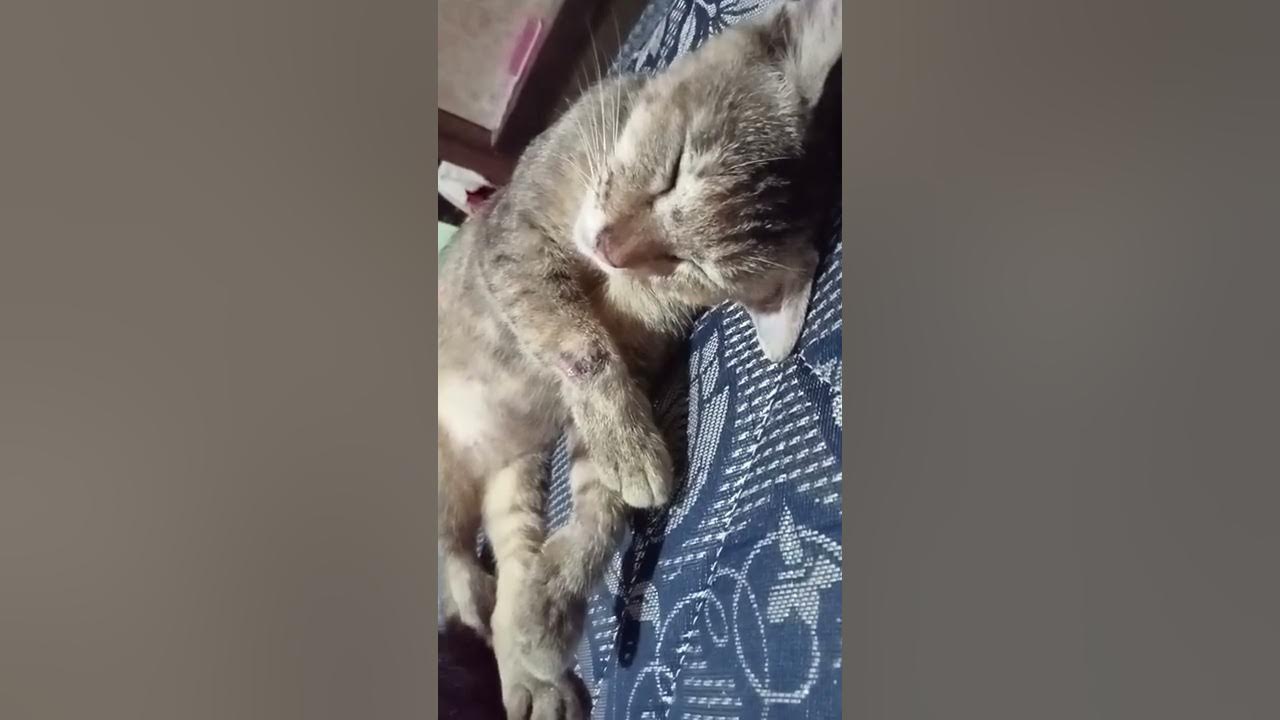 LAGI TIDUR,DIGANGGUIN - YouTube