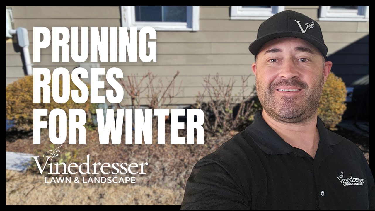 Pruning Roses for Winter A Complete Guide - YouTube