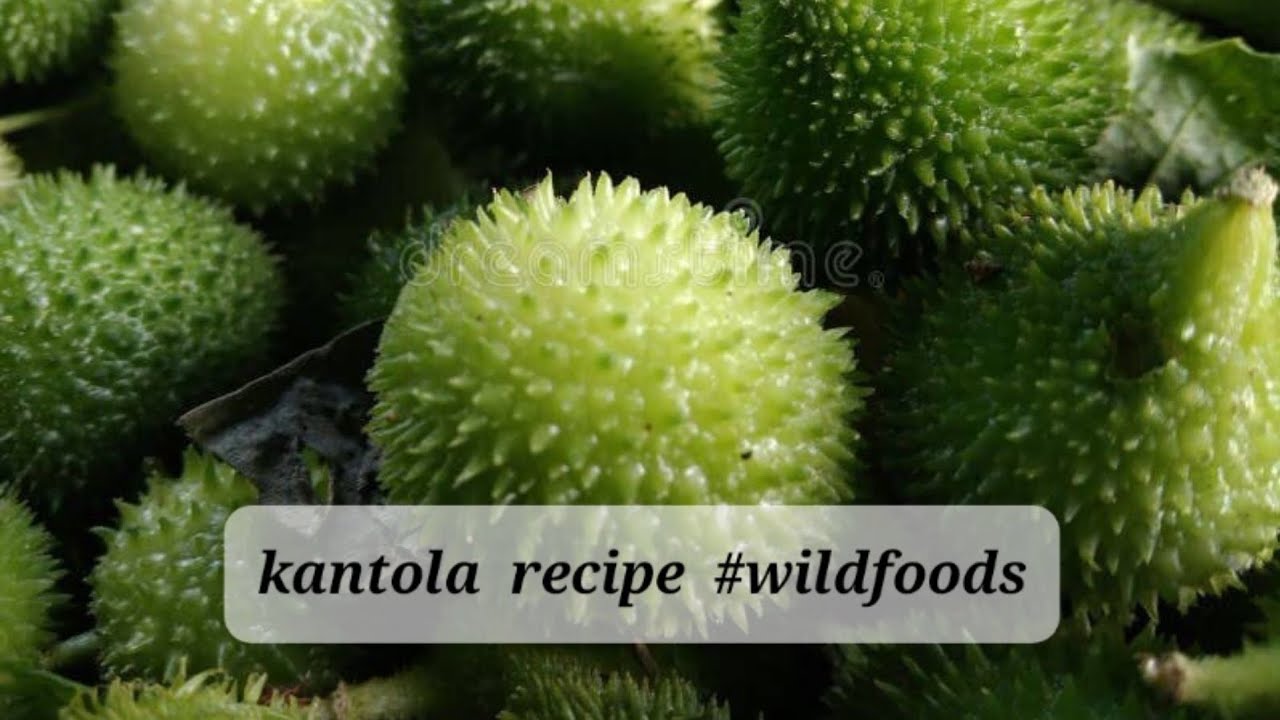 how to cook wildfood kantola recipe - YouTube