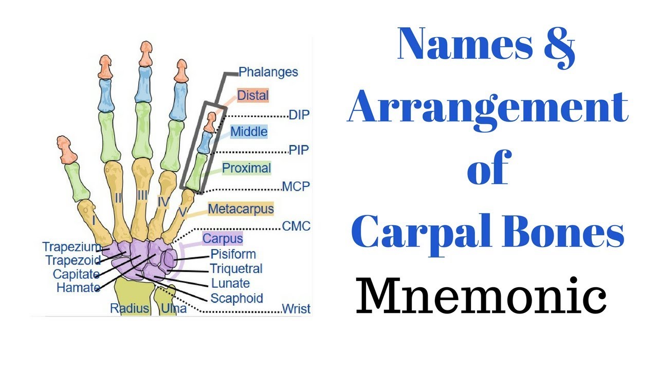 Names Arrangement Of Carpal Bones Mnemonic YouTube Names Arrangement Of Carpal Bones Mnemonic YouTube