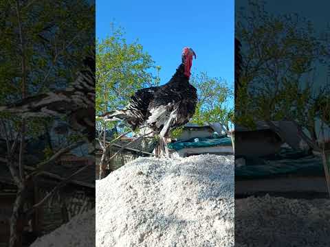 Hindi Sesi... Turkey Sound...