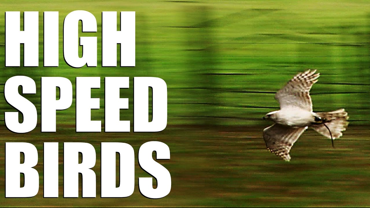 Fieldsports Britain - High speed birds - YouTube