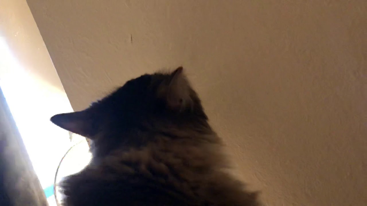 Cat furiously attacks a bandage on a wall - YouTube