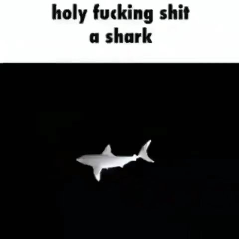 Holy moly its a shark - YouTube