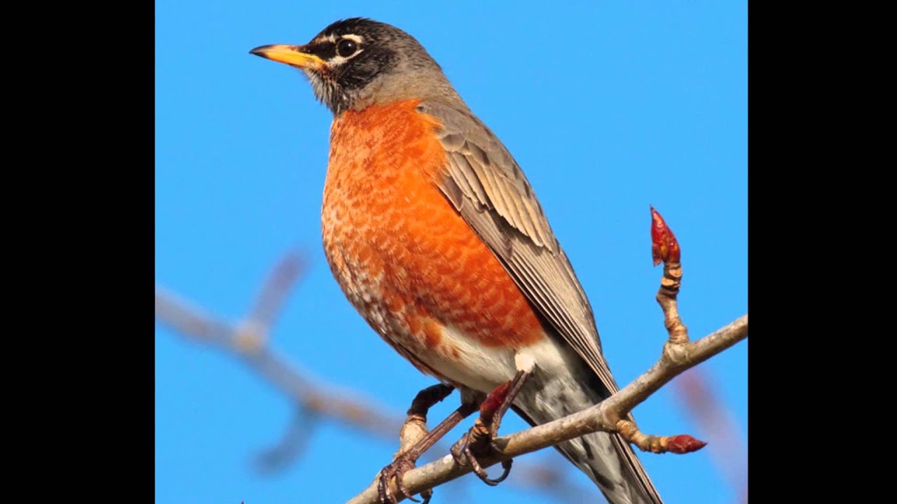 Song of the American Robin - YouTube