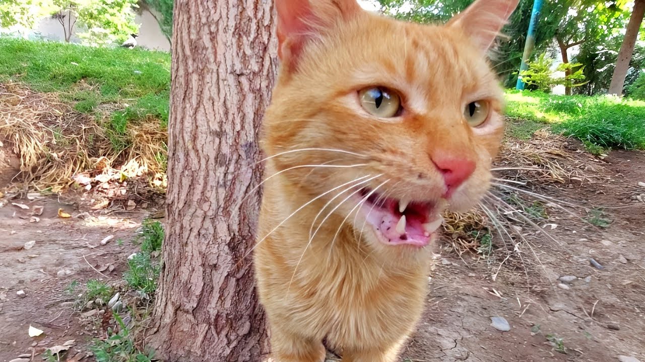 A Wonderful Orange Cat Waiting For Food and Petting - YouTube