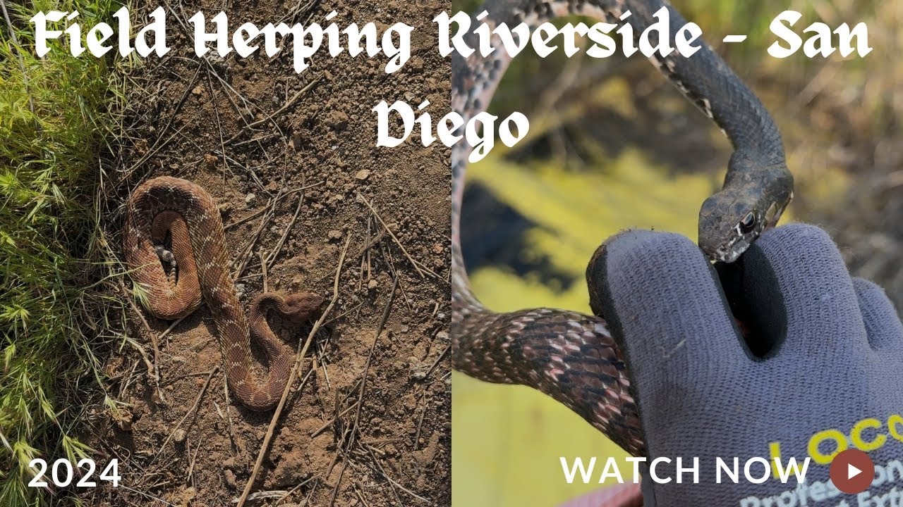 Field Herping Southern California. Flipping tin and more! - YouTube