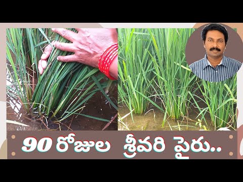 90 days of sri paddy cultivation || Sri vari sagu | varisagu ...