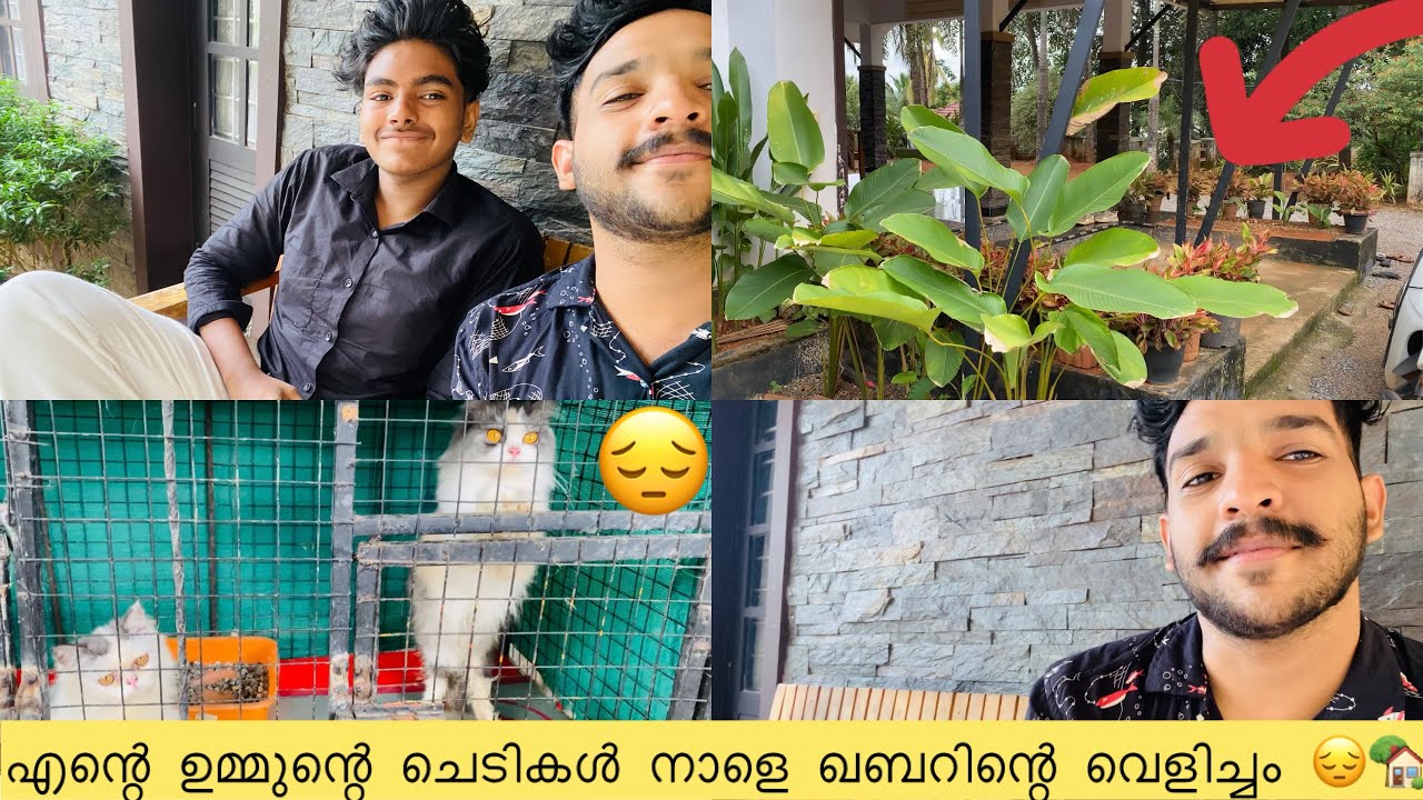 എന്റെ ഉമ്മന്റ ചെടികൾ എവിടെ ചോദിച്ചവരോട് 🪴🌳🎋| Ashi pandikkad Family vlog ...