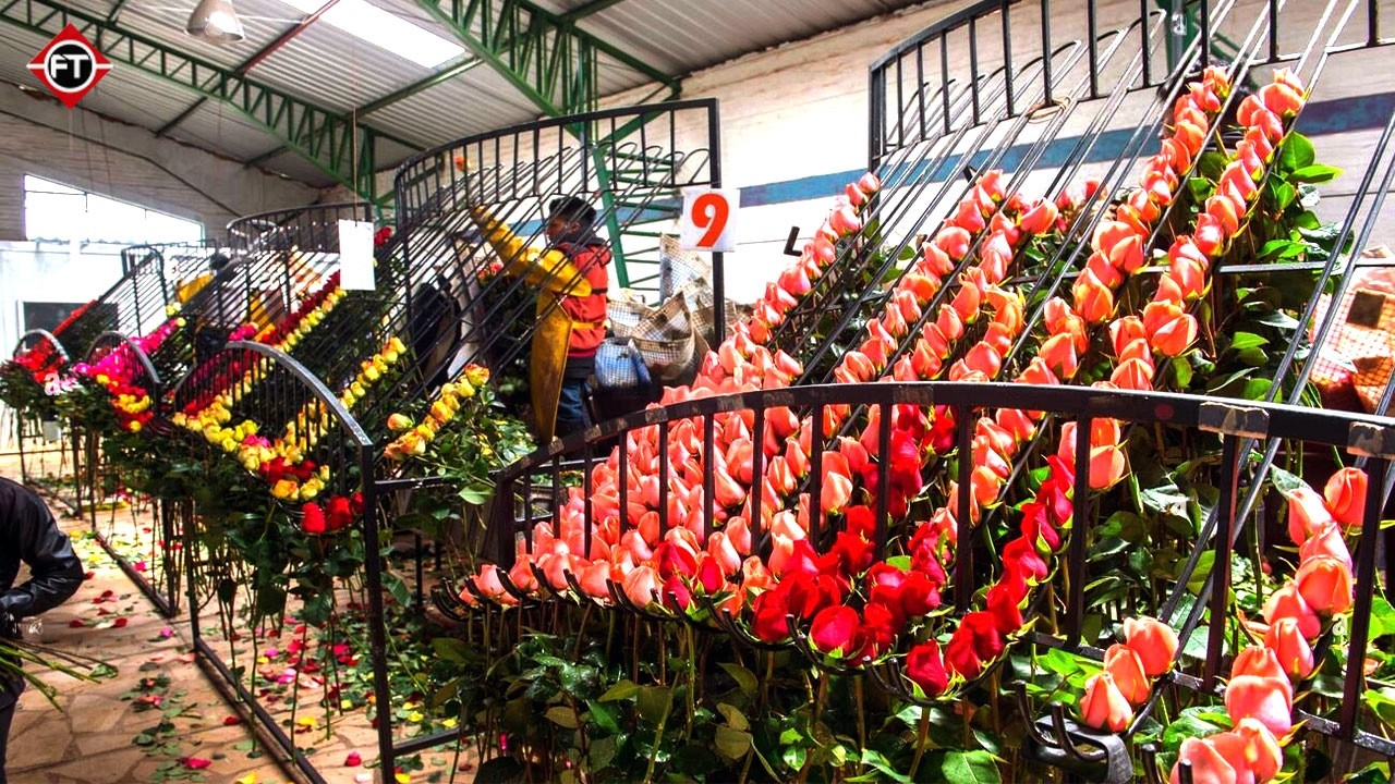 Excellent Hydroponic Rose Farming in Greenhouse and Satisfying ...