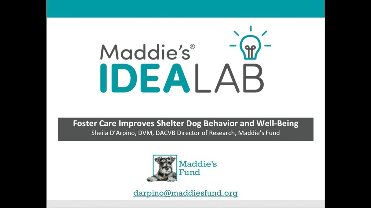 Get 'Em Home Huddle: Foster Care Research Helps Long Stay Pets - YouTube