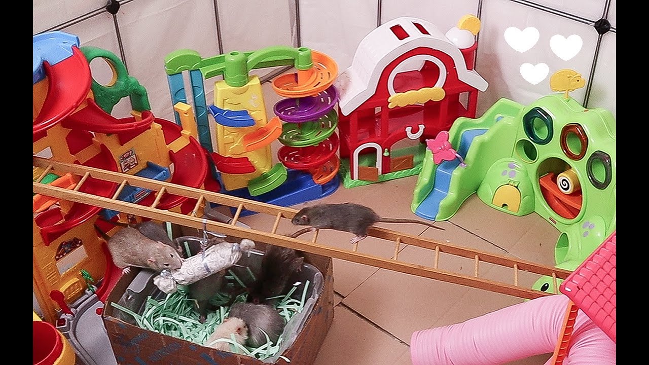 Pet Rat Cam -- Playpen View - YouTube