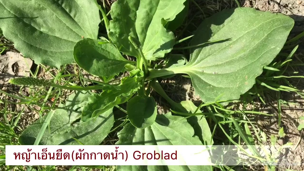 หญ้าเอ็นยืด (ผักกาดน้ำ), Groblad, (Broadleaf Plantain) 5 มิถุนายน ค.ศ. ...