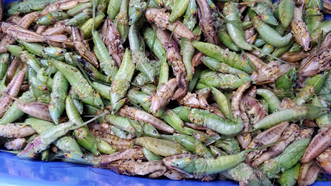 How To Fry Grasshoppers For Lunch (Ensenene) - YouTube