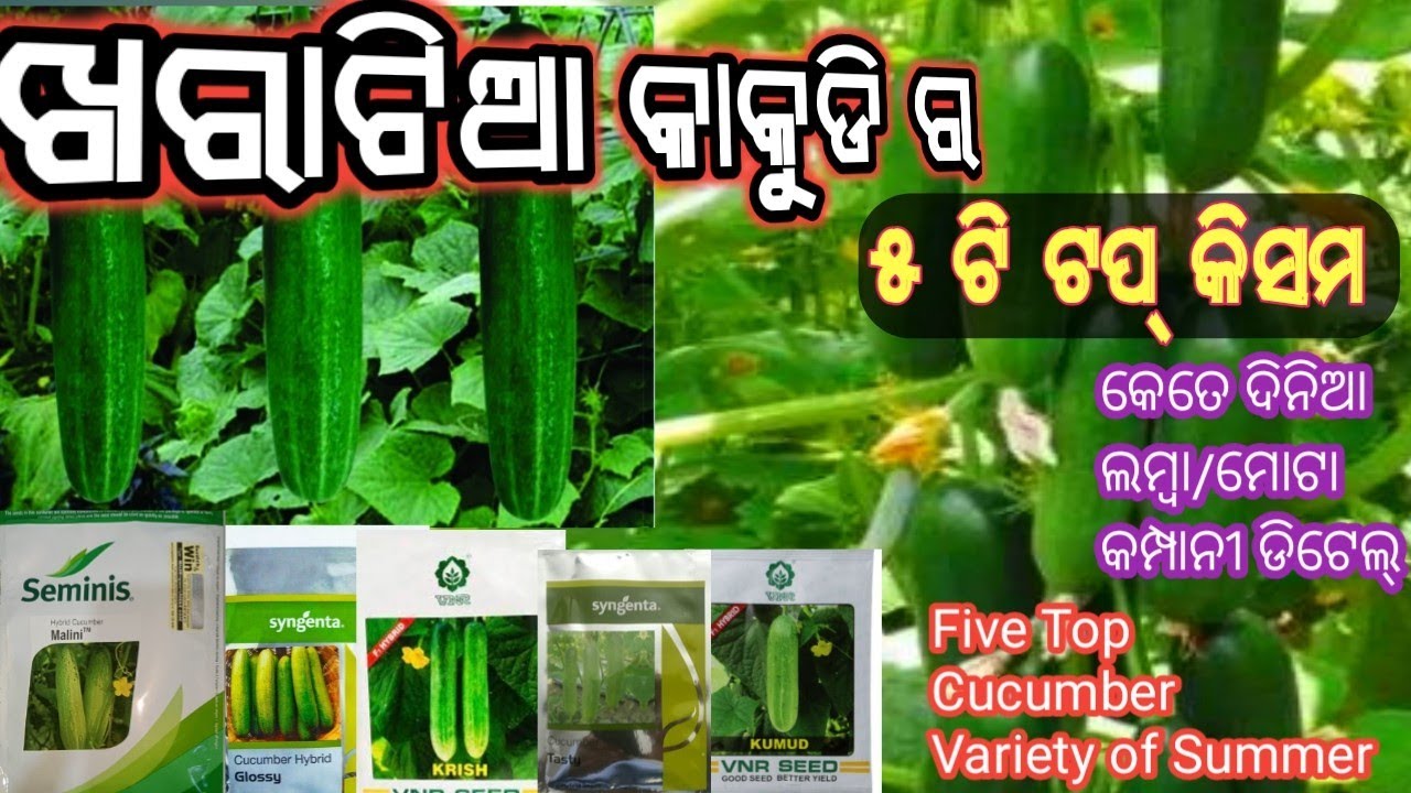 kharatia kakudi ra five top variety //summer cucumber variety//ଖରାଟିଆ ...