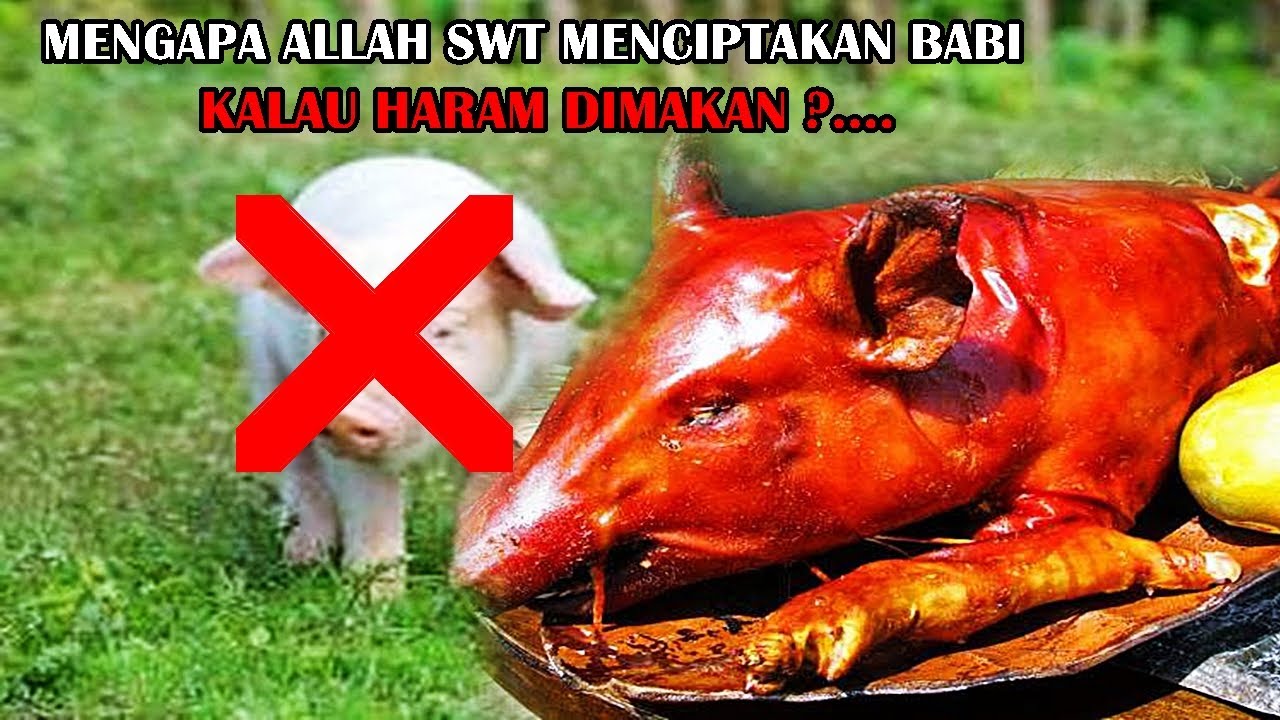 SEMUA AGAMA MENGHARAMKAN DAGING BABI, 10 Alasan Ilmiah Mengapa Daging ...