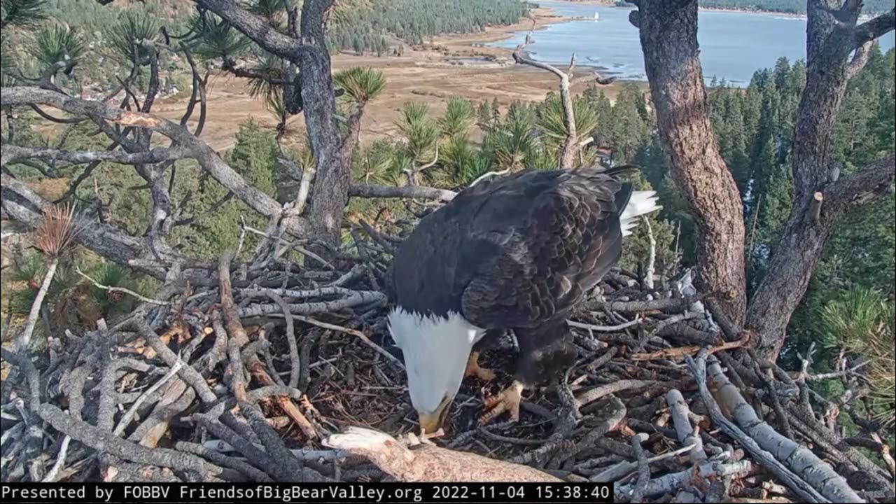 Afternoon in the nest Big Bear Bald Eagle Wide View Cam Big Bear Bald Eagle Live Nest Cam - YouTube