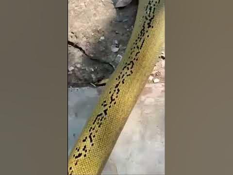 Golden child platinum poss het albino - YouTube