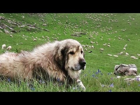 SPEAK. Ep41: The Sarplaninac (Illyrian Shepherd dog) - YouTube