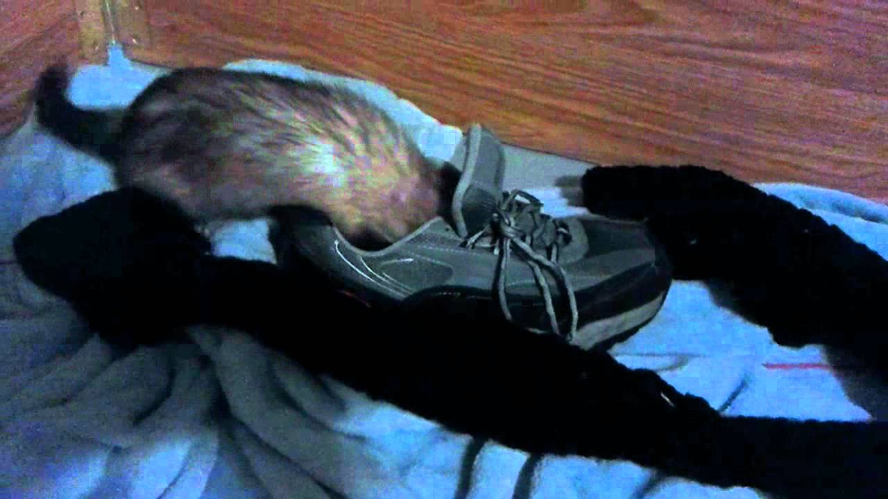 ferret and the shoe part 2 - YouTube