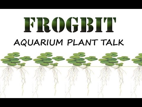 Aquarium Plant Talk - Frogbit - YouTube