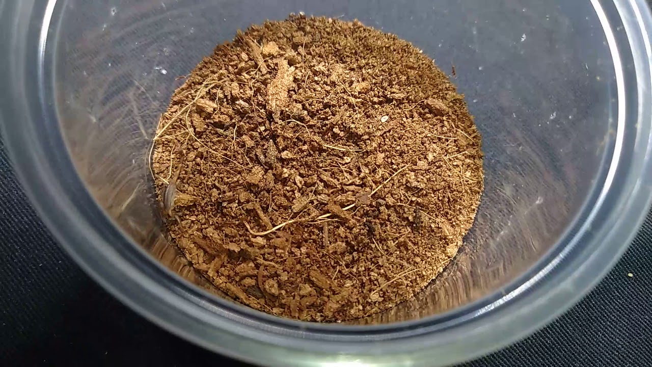 Scorpion collection tour pt 2 - YouTube