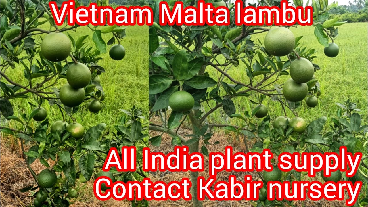 vietnam malta lamon plant available all India farming contact Kabir ...
