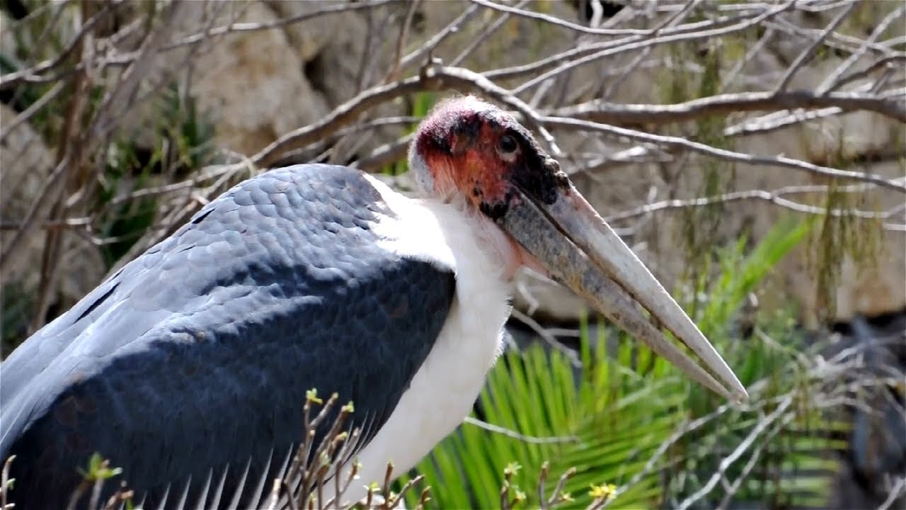 5 Surprising Marabou Stork Fun Facts You Didn't Know - YouTube