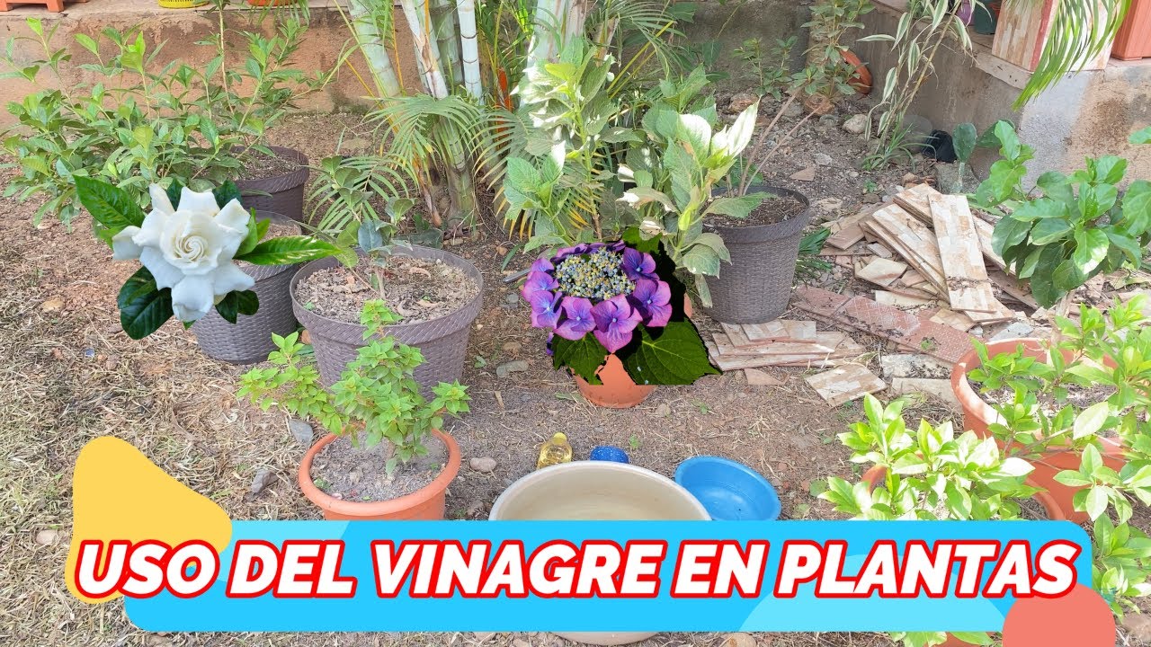 COMO HACER LA TIERRA ACIDA, USO DE VINAGRE EN PLANTAS - YouTube