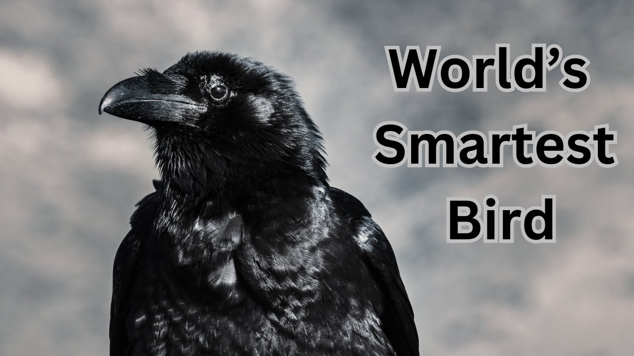 Ravens & Crows: World's Smartest Bird - YouTube