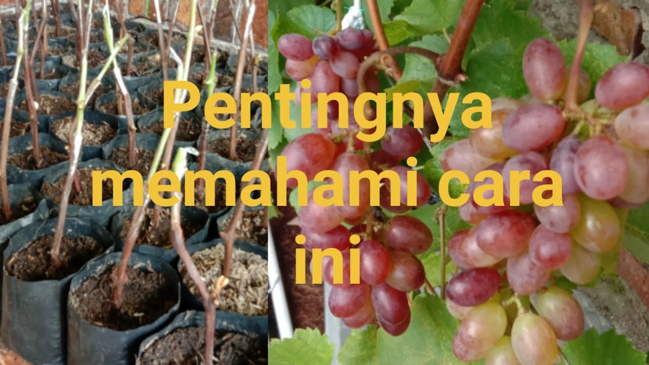 Cara Merawat Tanaman Anggur Dari Mulai Grafting Sampai Berbuah