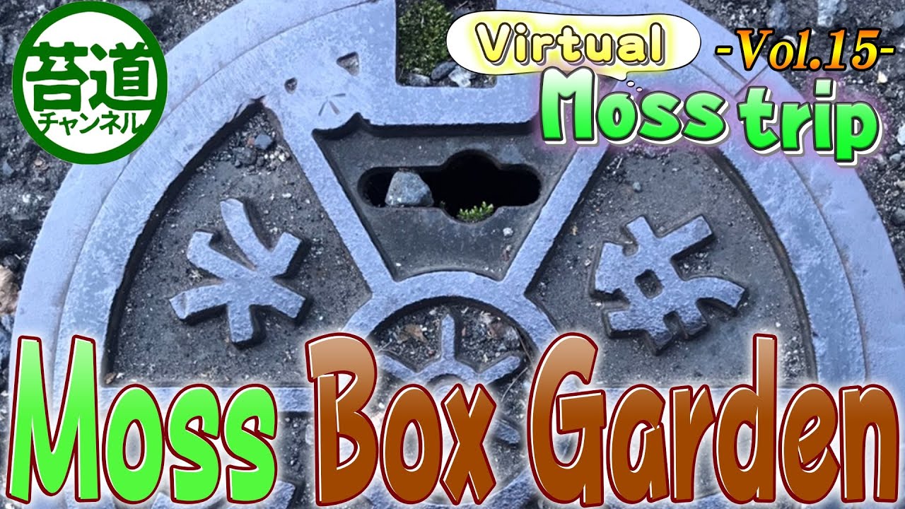 No.87 [Virtual Moss Trip] Moss Box Garden - YouTube