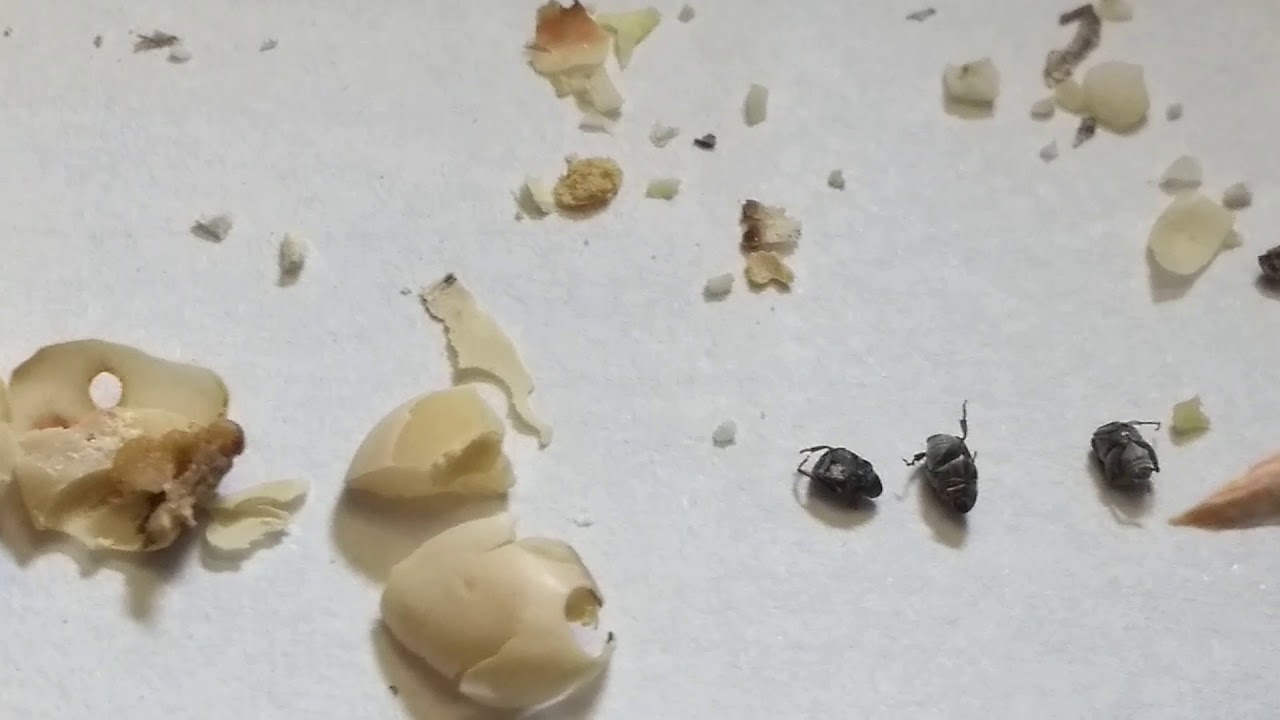 CARUNCHO DO FEIJÃO(Zabrotes subfasciatus,(Bohemam)) - YouTube