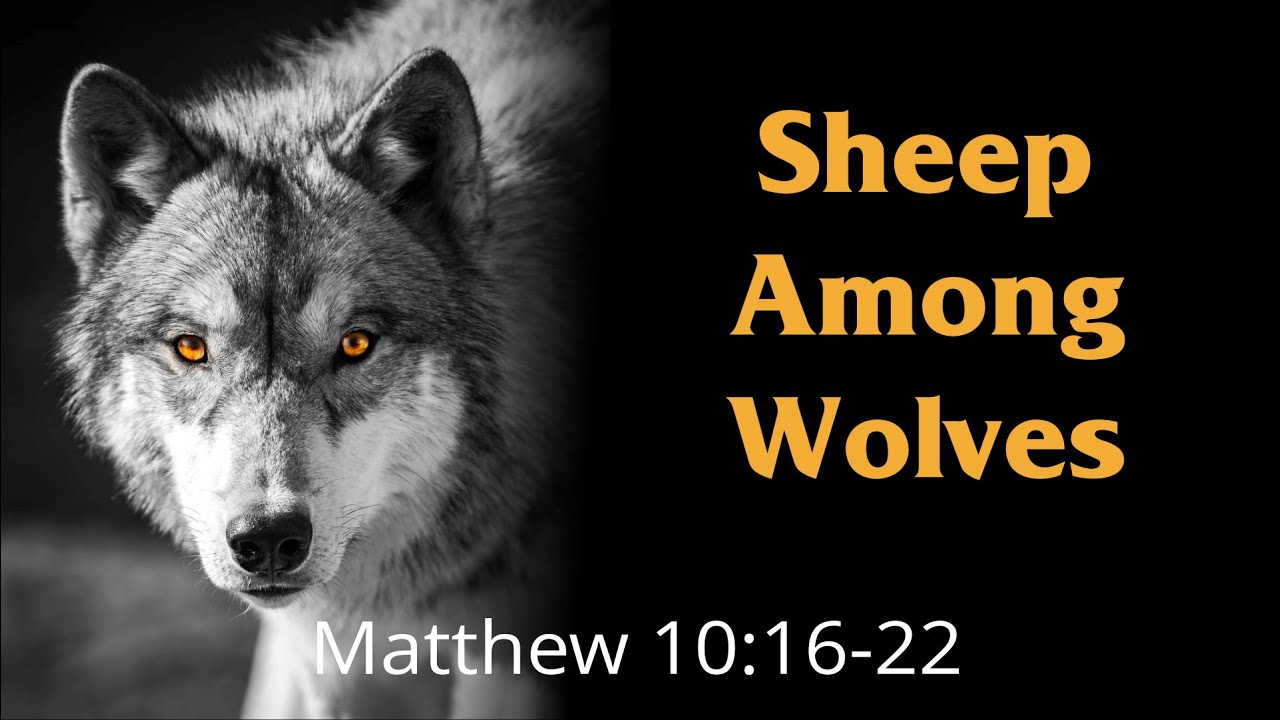 Sheep Among Wolves • Matthew 10:16-22 - YouTube