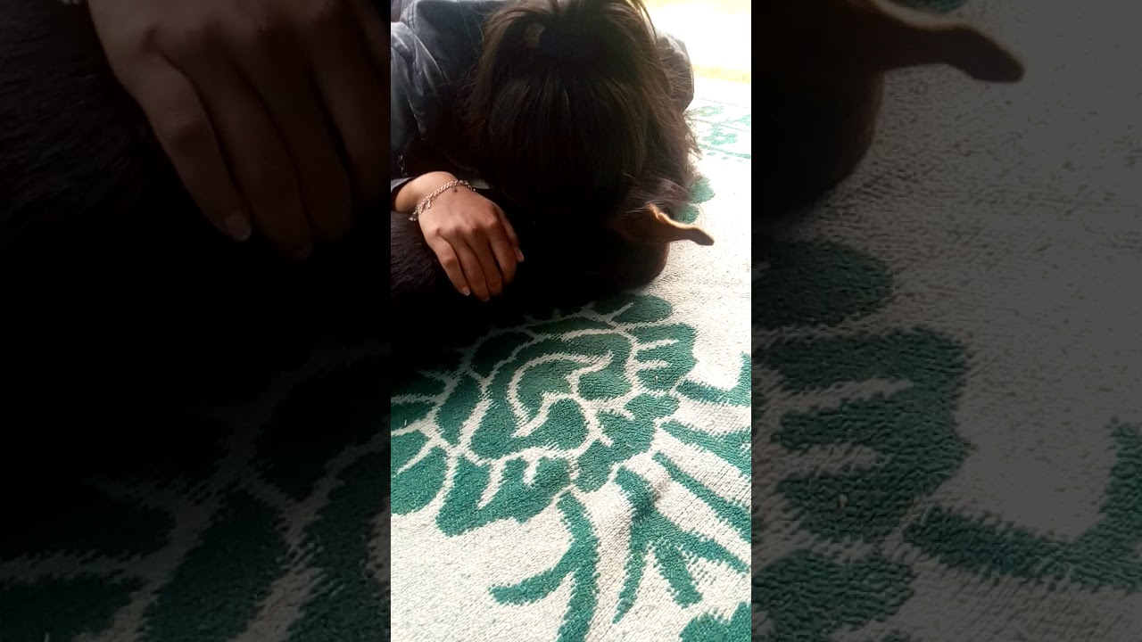 When Her Best Friend Dog Died YouTube when-her-best-friend-dog-died-youtube