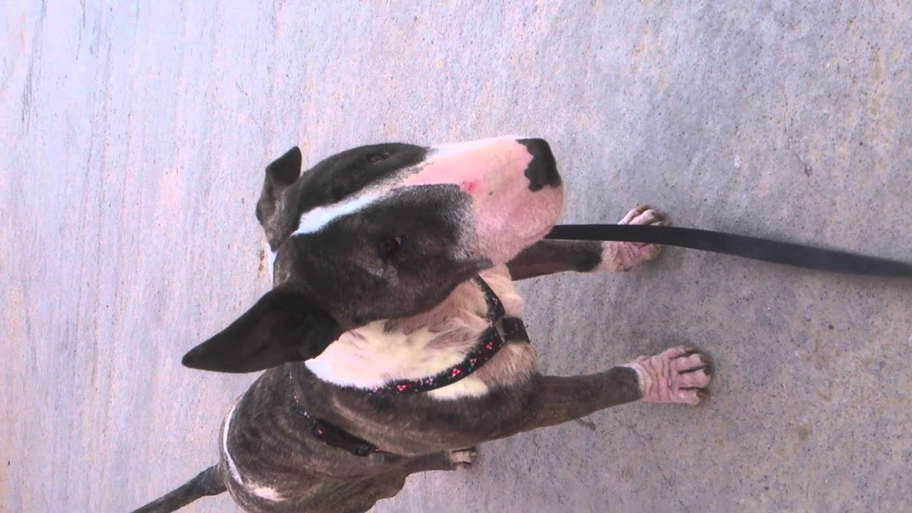Caldes animal: Klaus - YouTube