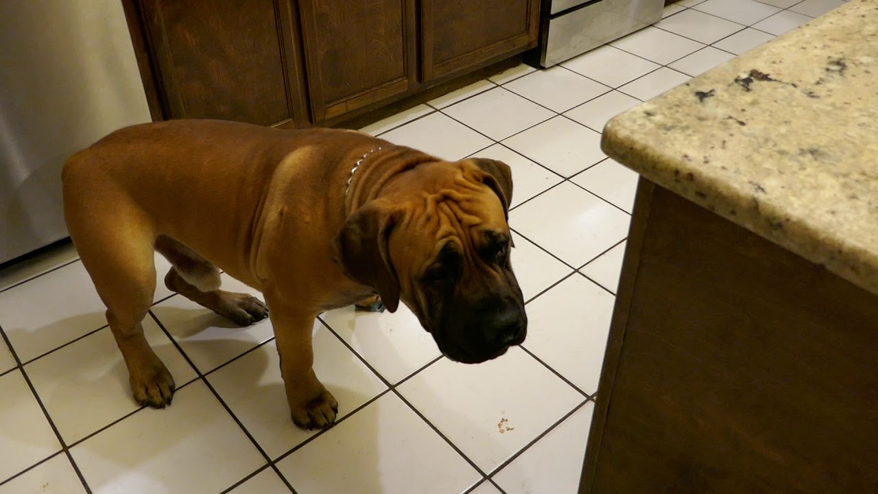 Boerboel puppy, Axl eats raw chicken - YouTube