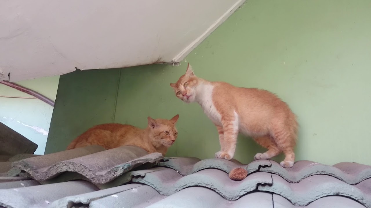 Funny cat arguing - YouTube