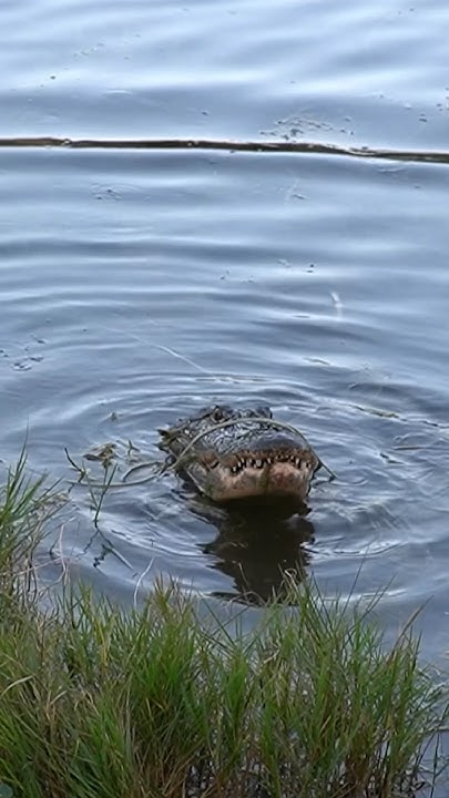 Wild Alligator In our Backyard *Caught On Camera * - YouTube