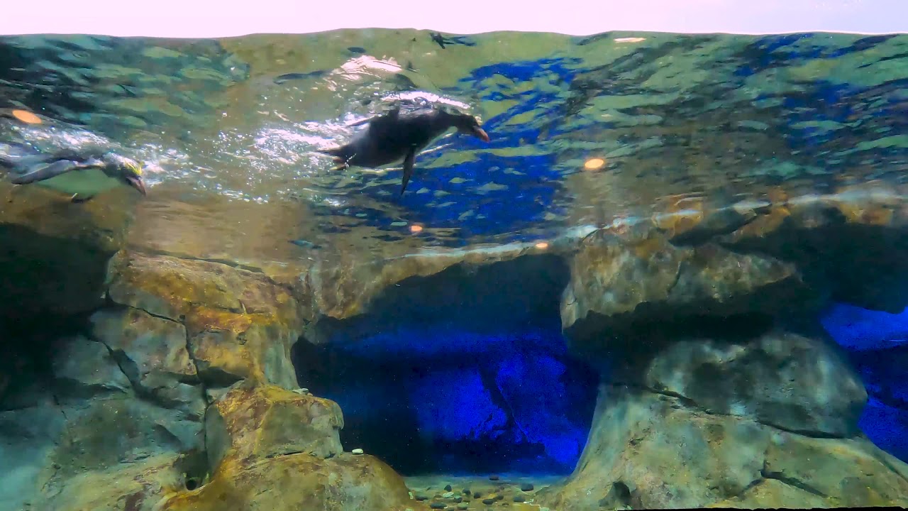 Aqua-Escapes: Pirouetting with Penguins - YouTube